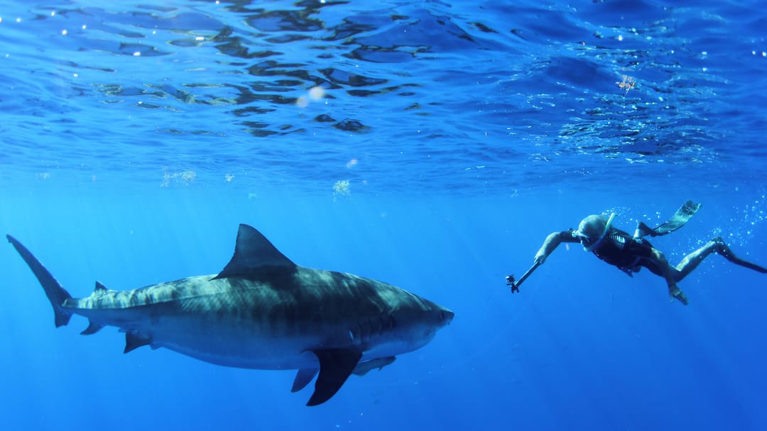 Ocean Vet - AMC SELEKT