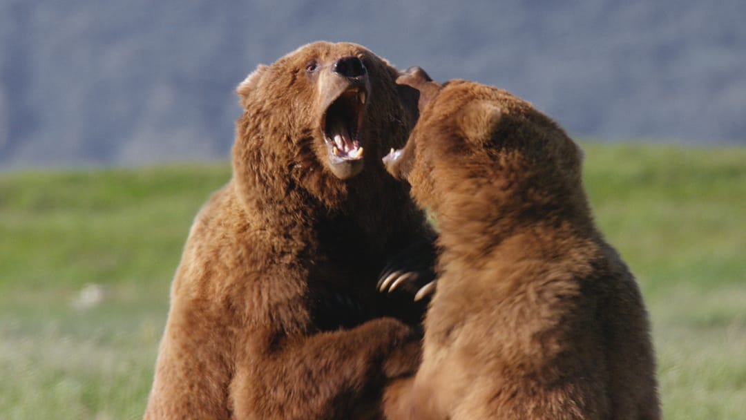 Osos Grizzly de Alaska - AMC CHANNELS