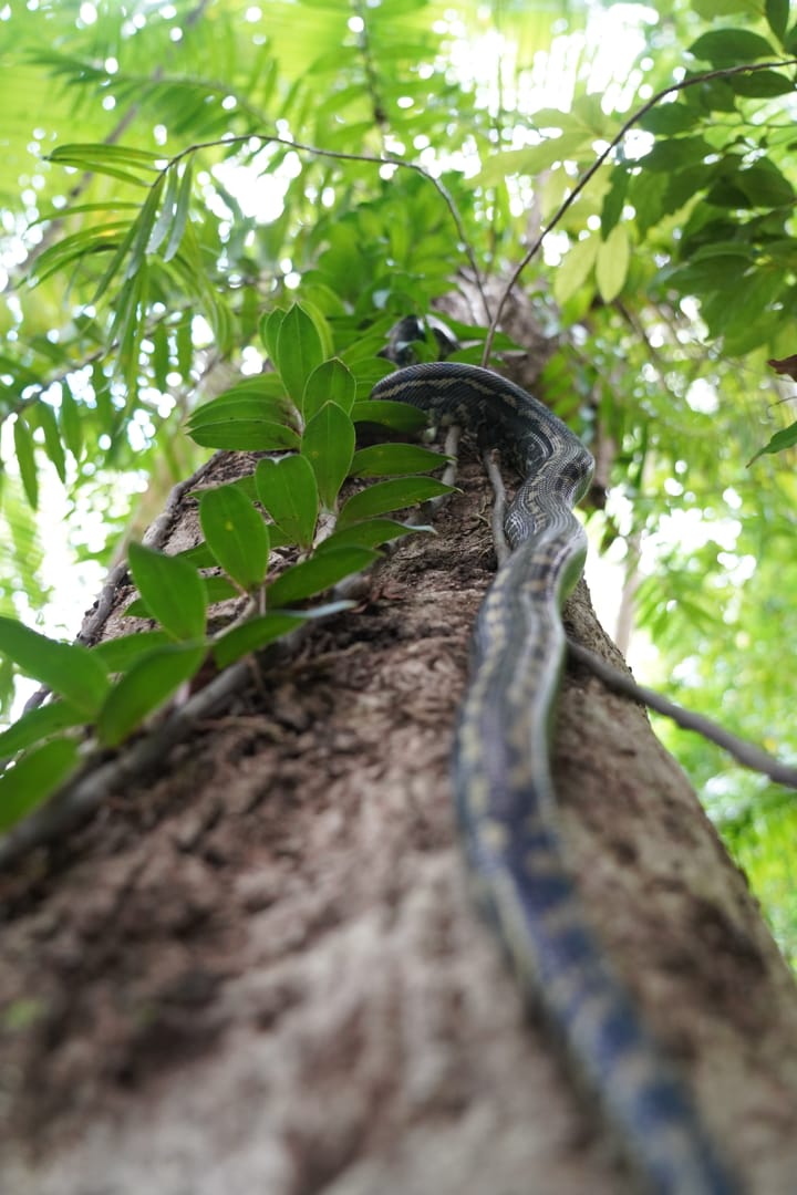 Australia: cazadores de serpientes: La serpiente negra de vientre rojo ...