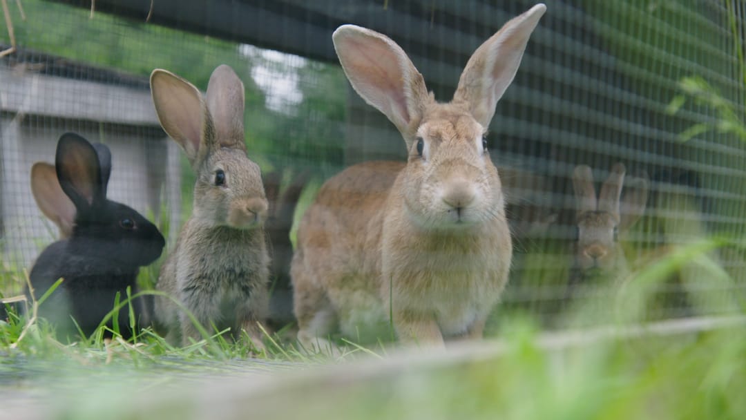 Inteligencia en la granja: Conejos - AMC CHANNELS