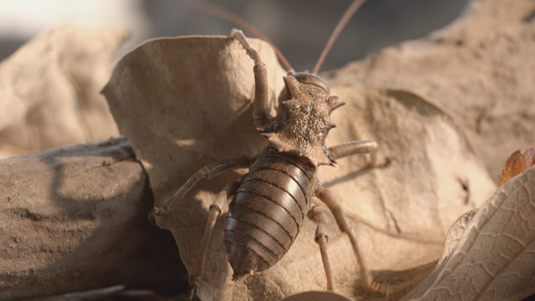 Zambia salvaje: La red salvaje - AMC SELEKT