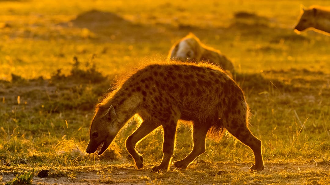 Leones contra hienas - AMC SELEKT