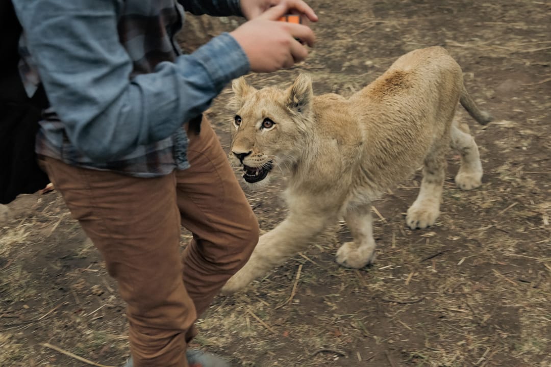 La reina leona T2: Mela: encuentro - AMC SELEKT