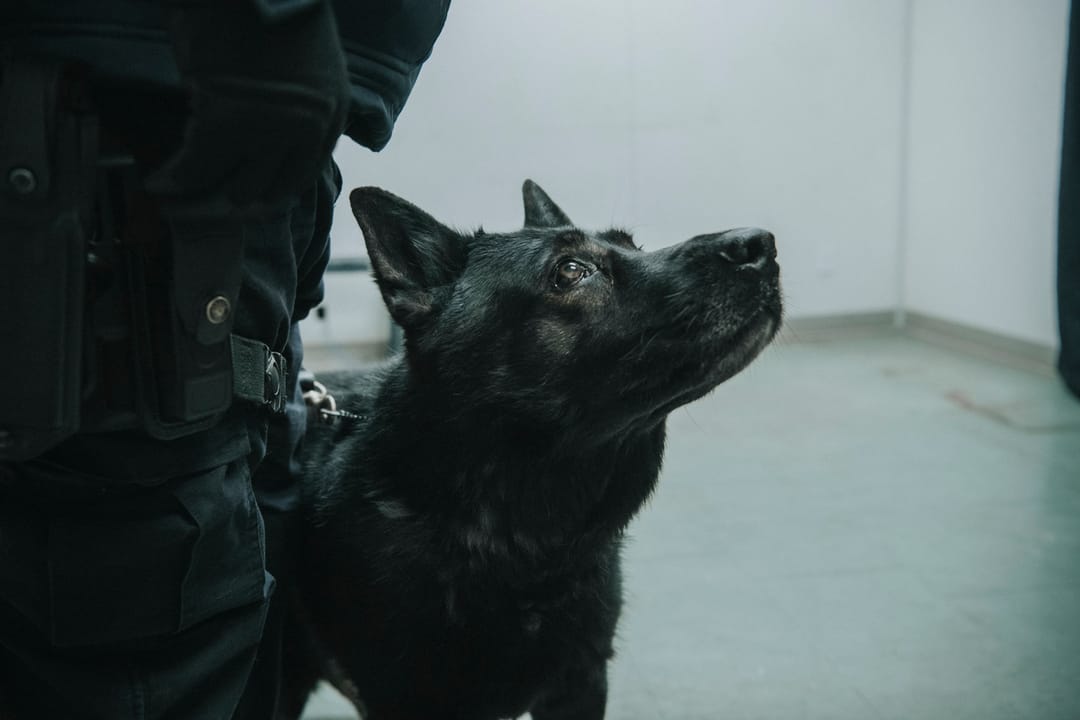 Crimen en cámara: Cambio de parecer - AMC CHANNELS