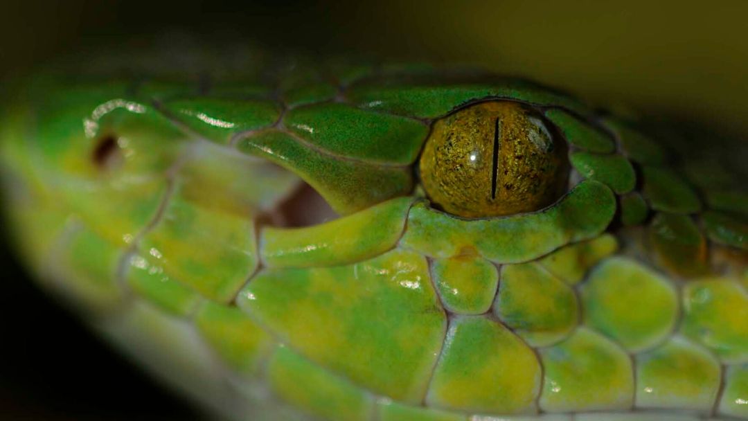 Mirada animal - AMC CHANNELS